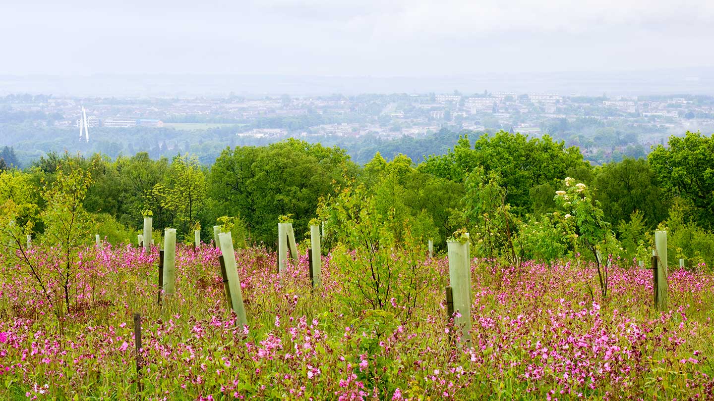 Trees And Woods For Nature Recovery - Woodland Trust