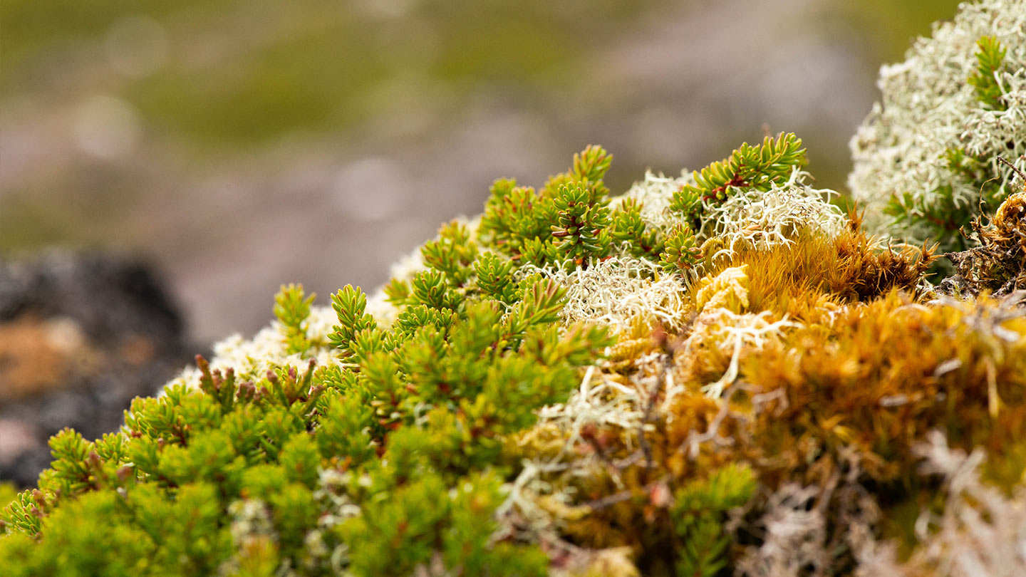 Gleann Shìldeag Estate - Visiting Woods - Woodland Trust
