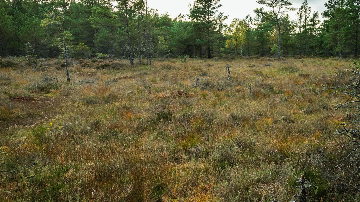 Heathland and Moorland - British Habitats - Woodland Trust