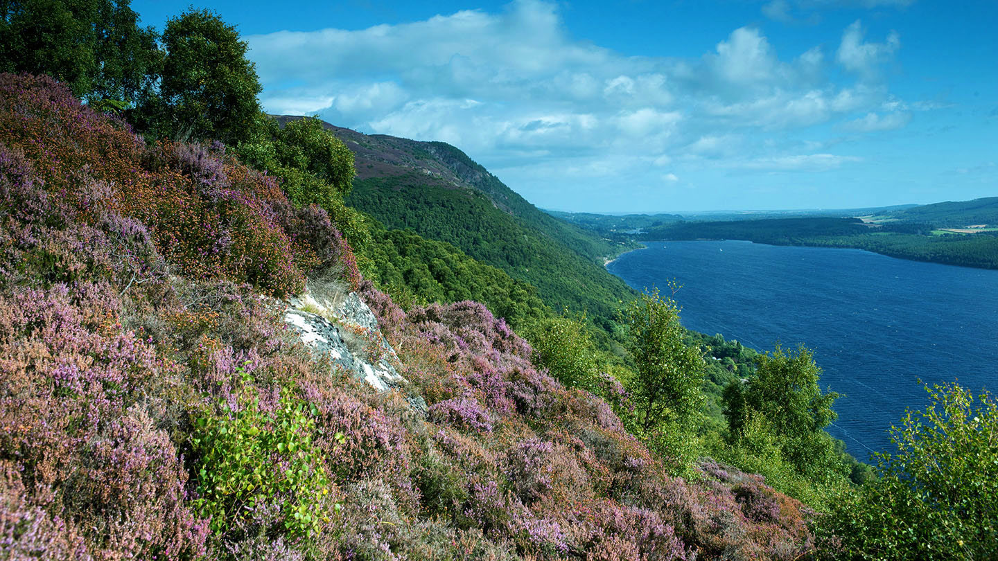 Heathland and Moorland - British Habitats - Woodland Trust
