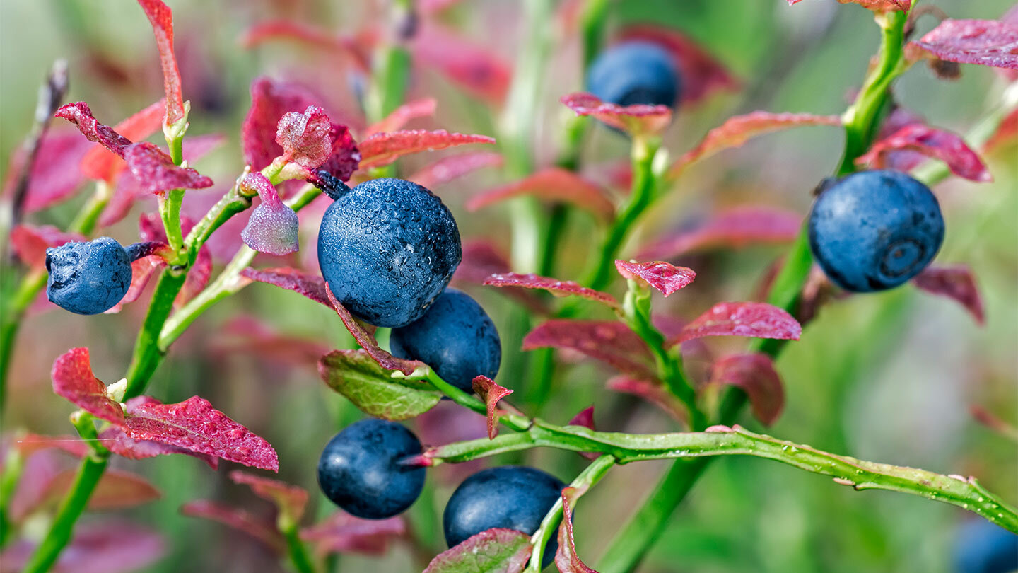 Bilberry (Vaccinium myrtillus) - Woodland Trust