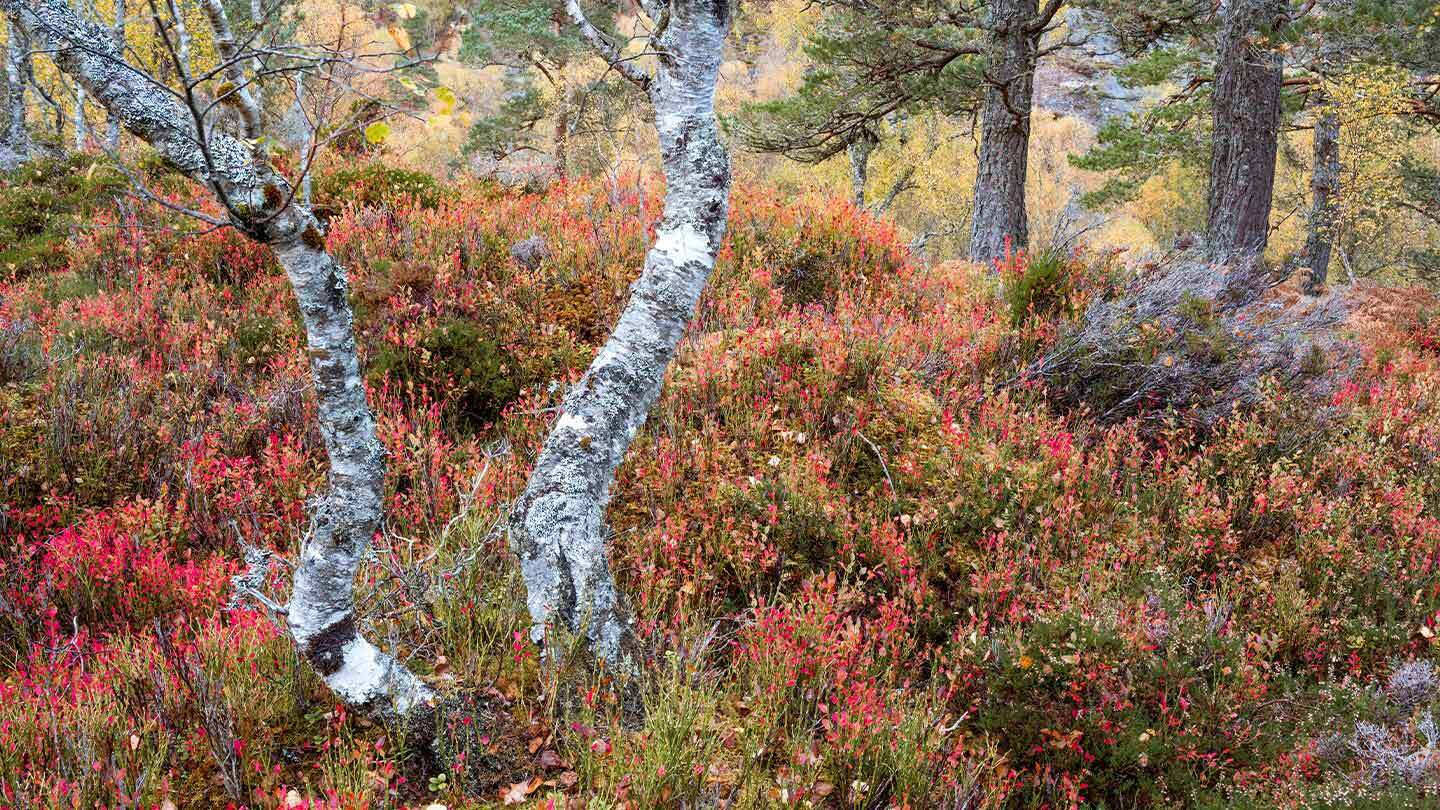 Bilberry (Vaccinium myrtillus) - Woodland Trust