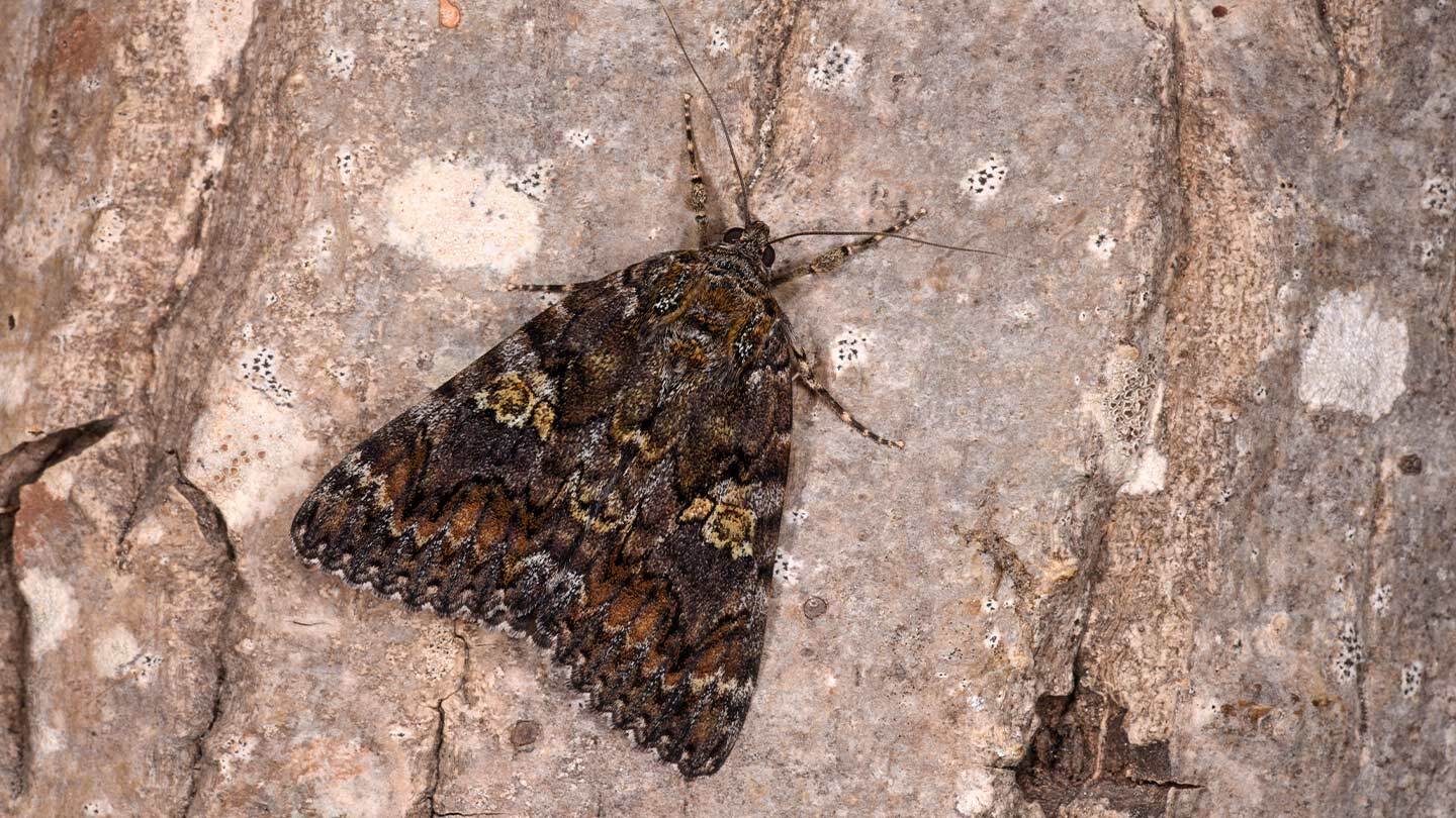 Underwing Moth Camo