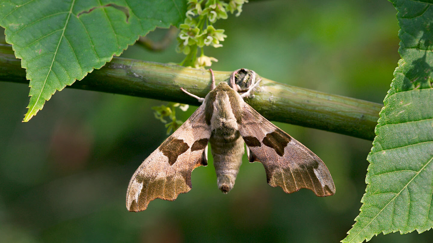 Difference Between Butterflies And Moths - Woodland Trust