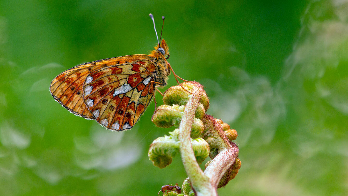 Difference Between Butterflies And Moths - Woodland Trust