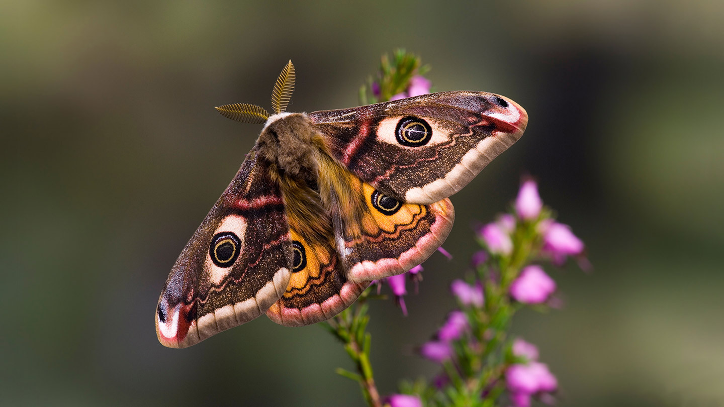 Difference Between Butterflies And Moths - Woodland Trust