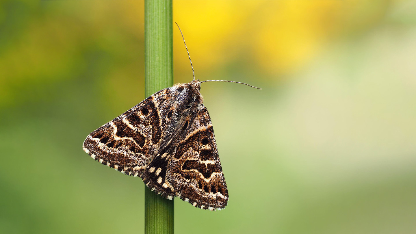 Difference Between Butterflies And Moths - Woodland Trust