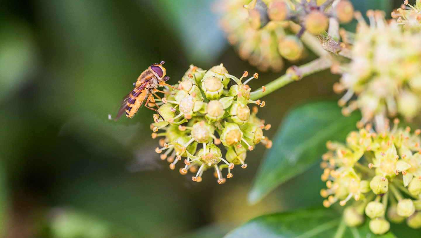 Ivy (Hedera helix) - British Wildflowers - Woodland Trust