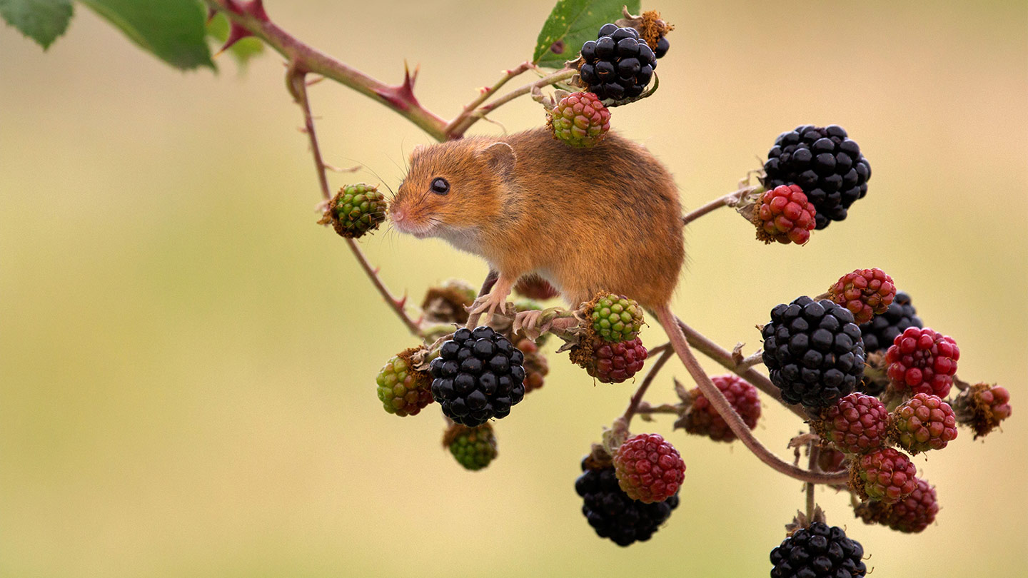 House Mouse or Field Mouse? Types of Mice - Woodland Trust