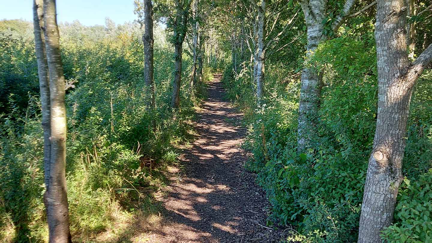 Paddock Wood - Visiting Woods - Woodland Trust