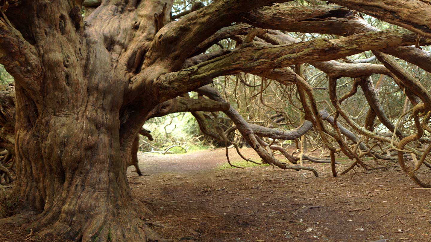 Ancient Trees - Woodland Trust