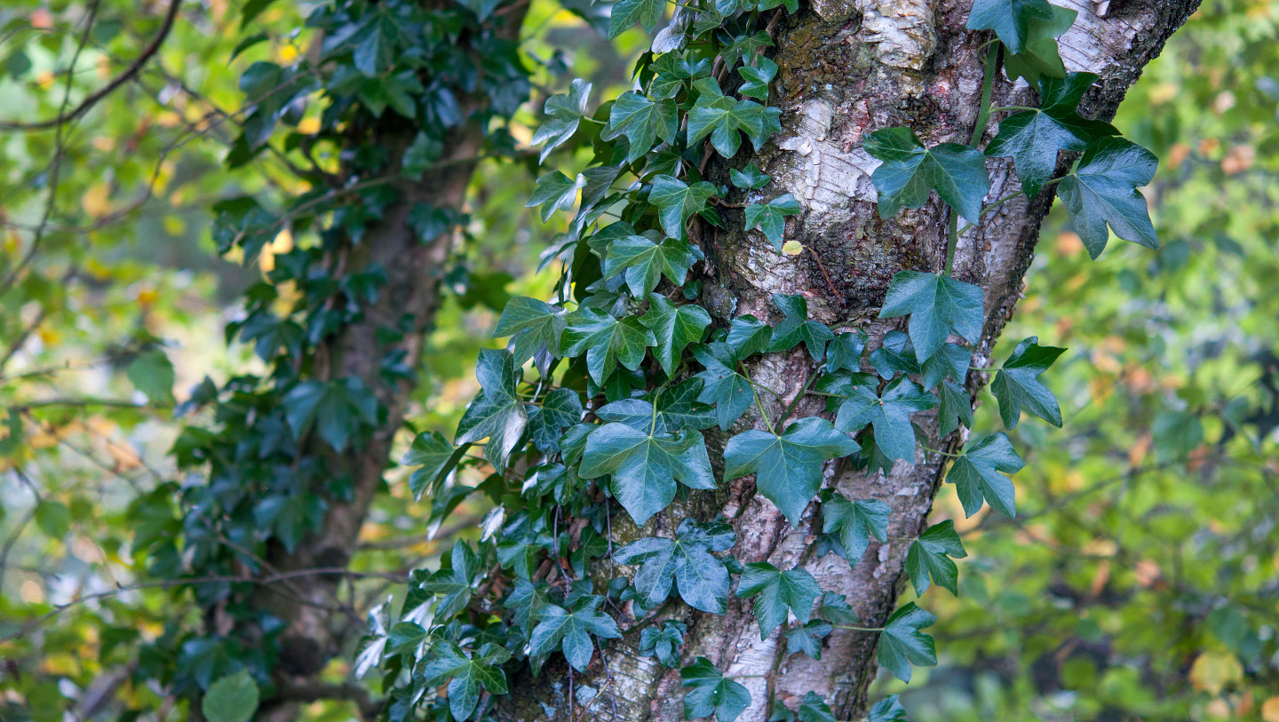 Ivy (Hedera helix) - British Wildflowers - Woodland Trust