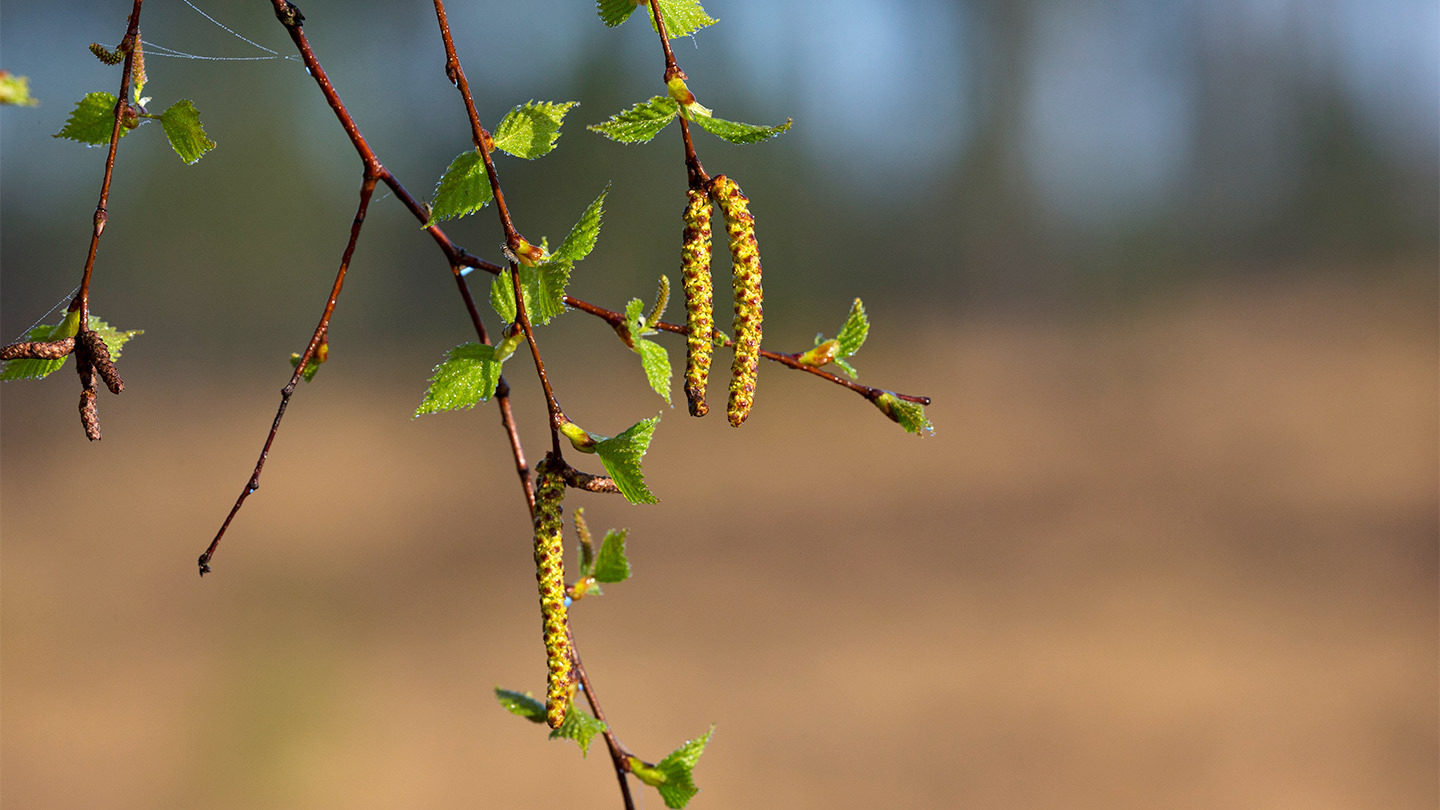 Tree seed ID: seven common UK tree seeds - Woodland Trust