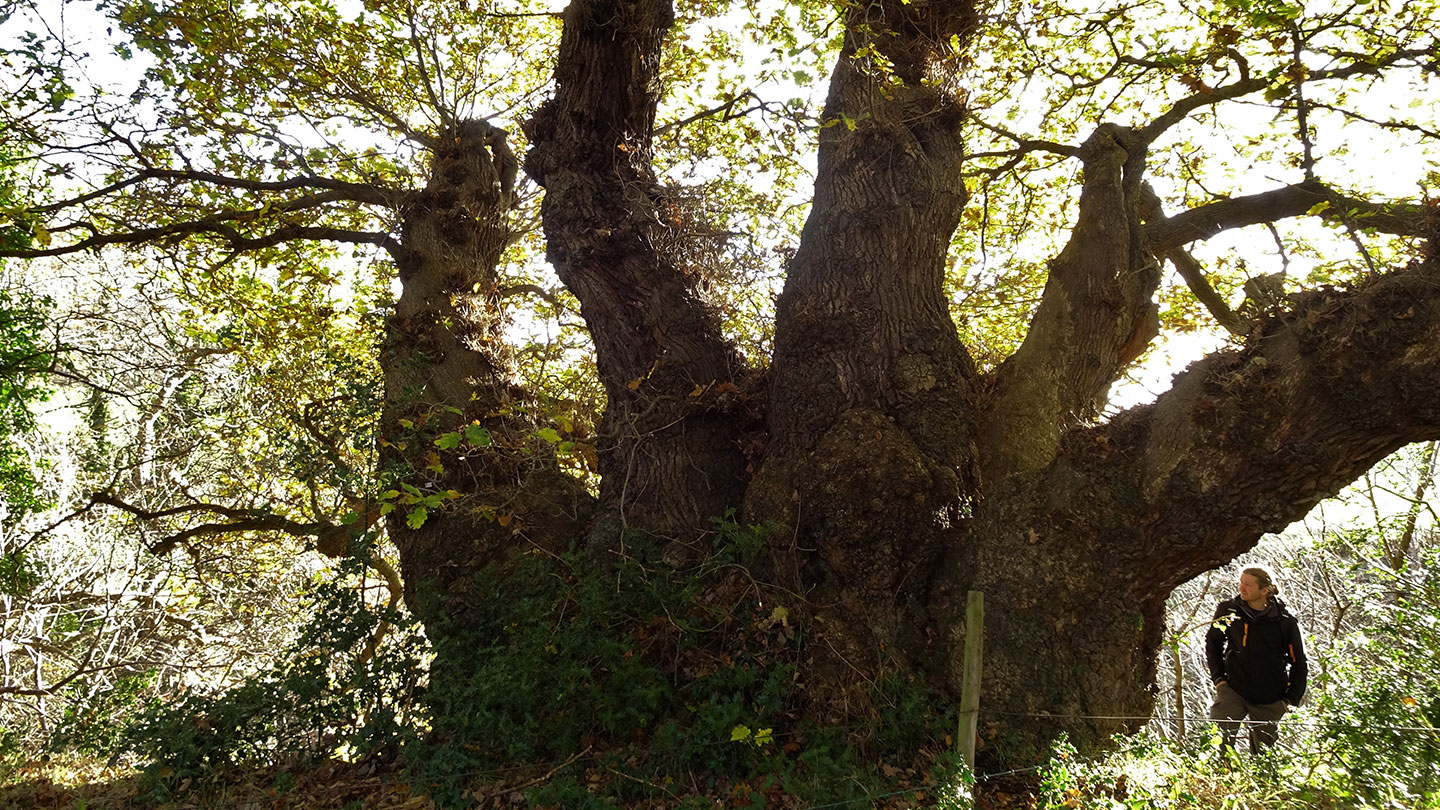 Dalkeith named heritage tree hotspot - Woodland Trust