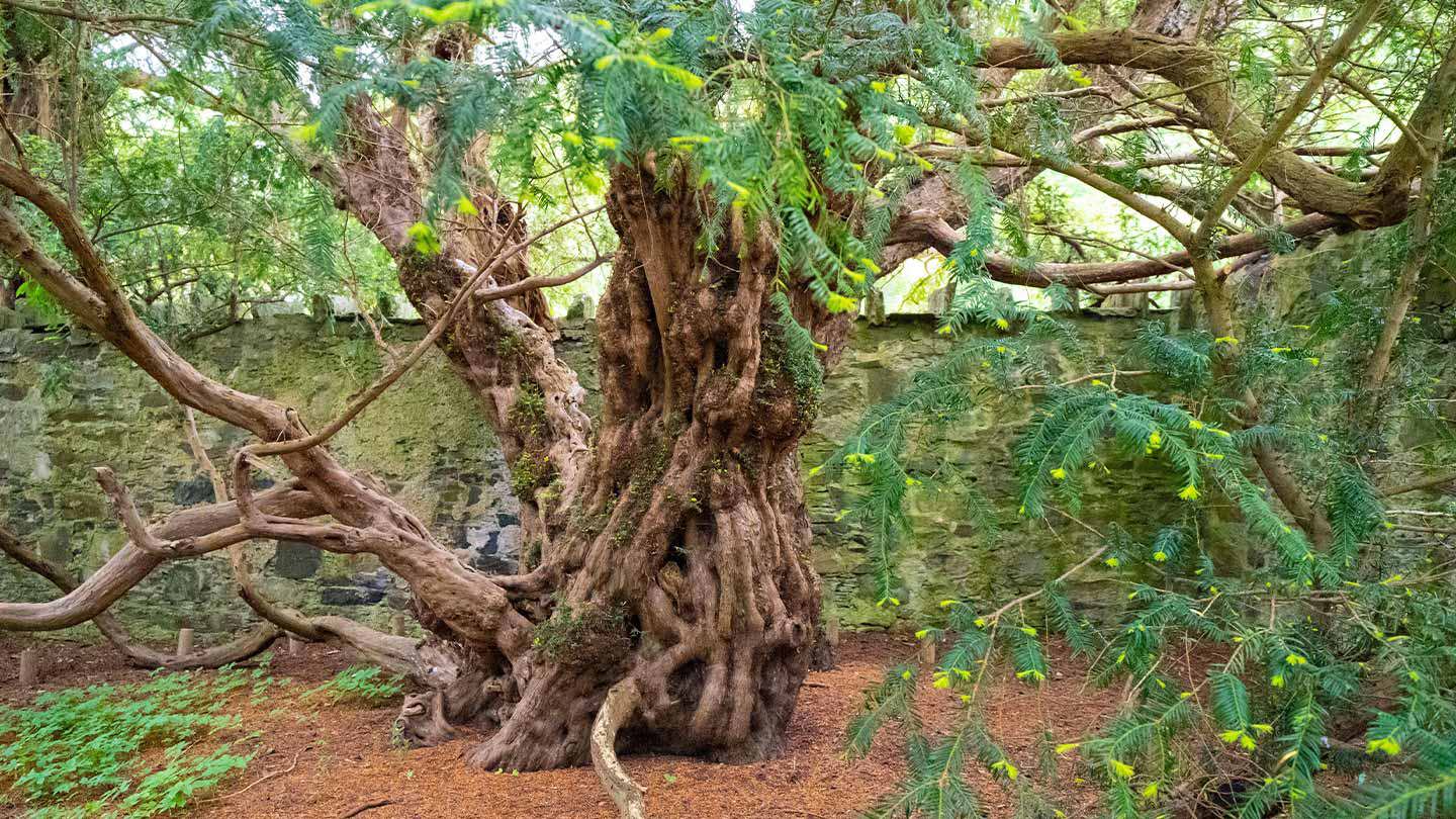 Ancient Yew Trees: The UK's Oldest Yews - Woodland Trust