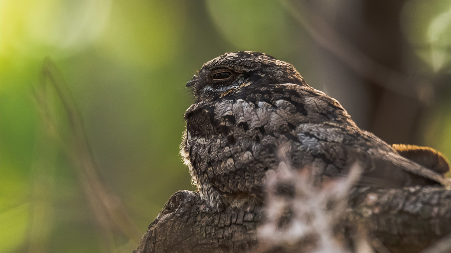 Nightjar - British Birds - Woodland Trust