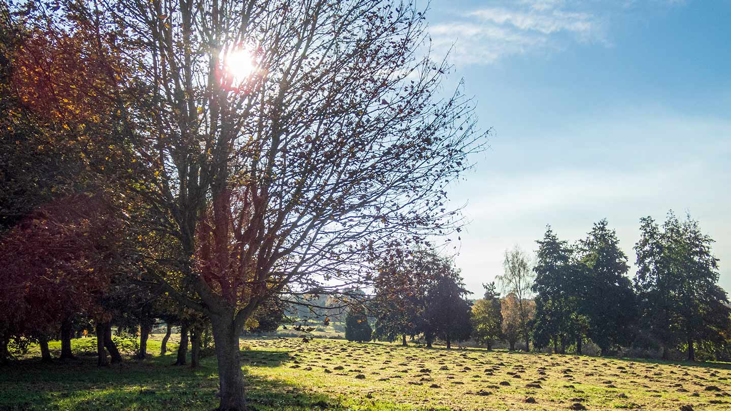 Frodsham Woods - Visiting Woods - Woodland Trust