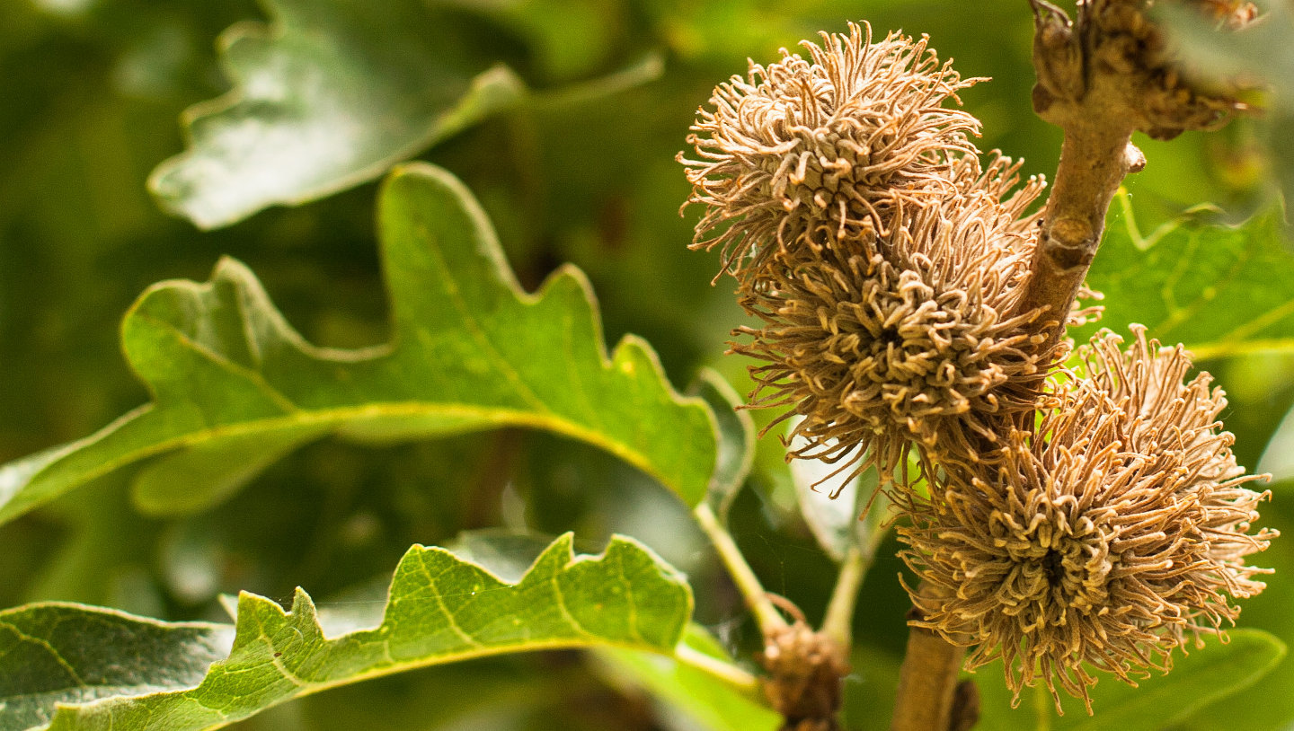 Turkey Oak (Quercus cerris) - British Trees - Woodland Trust