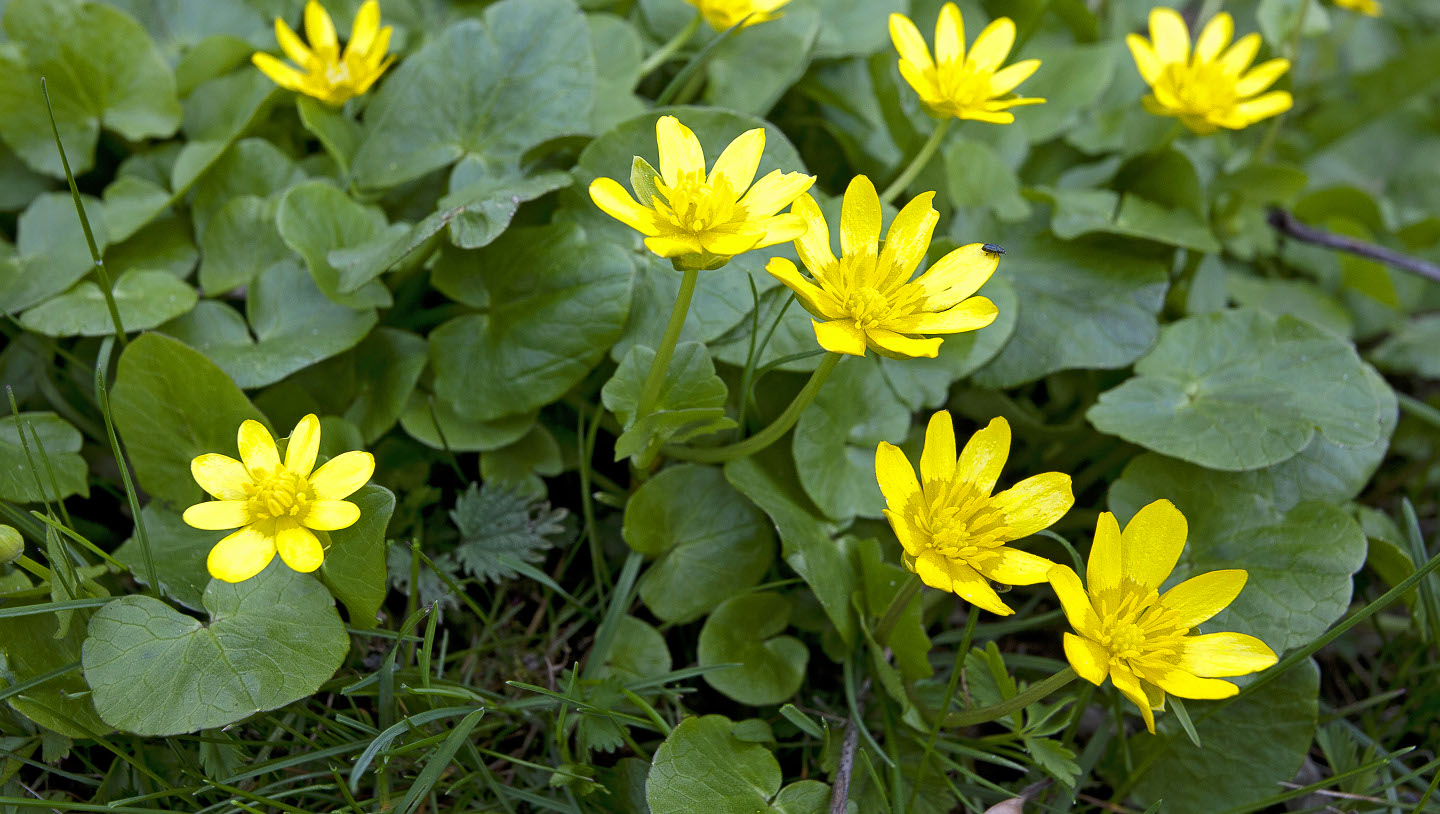 Lesser Celandine (Ficaria verna) - Woodland Trust