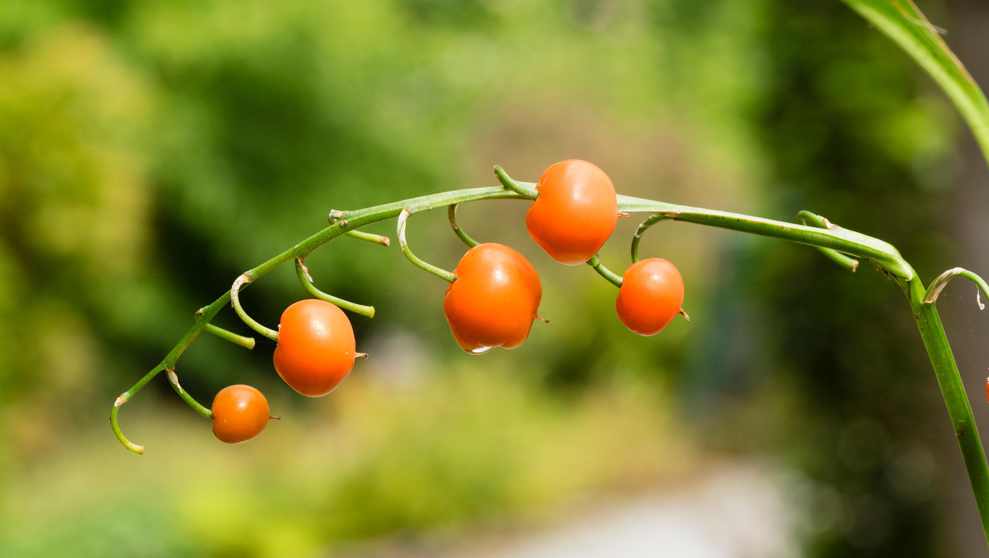 Lily Of The Valley Berries