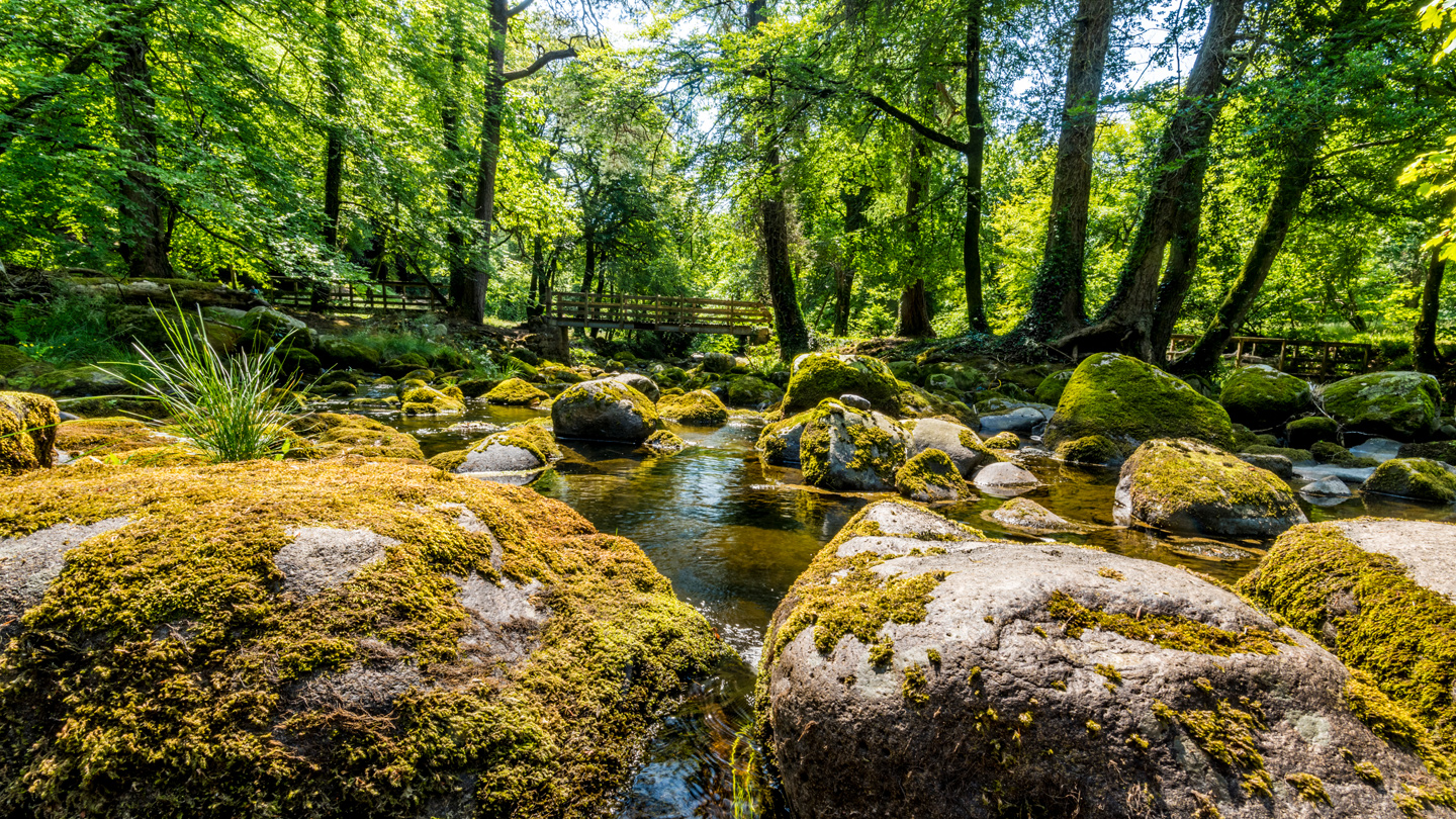 Thank you appeal - Woodland Trust
