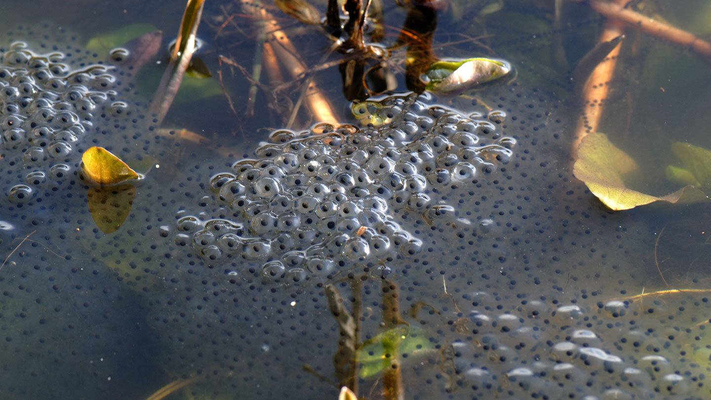 What is the Difference Between a Frog and a Toad? - Woodland Trust