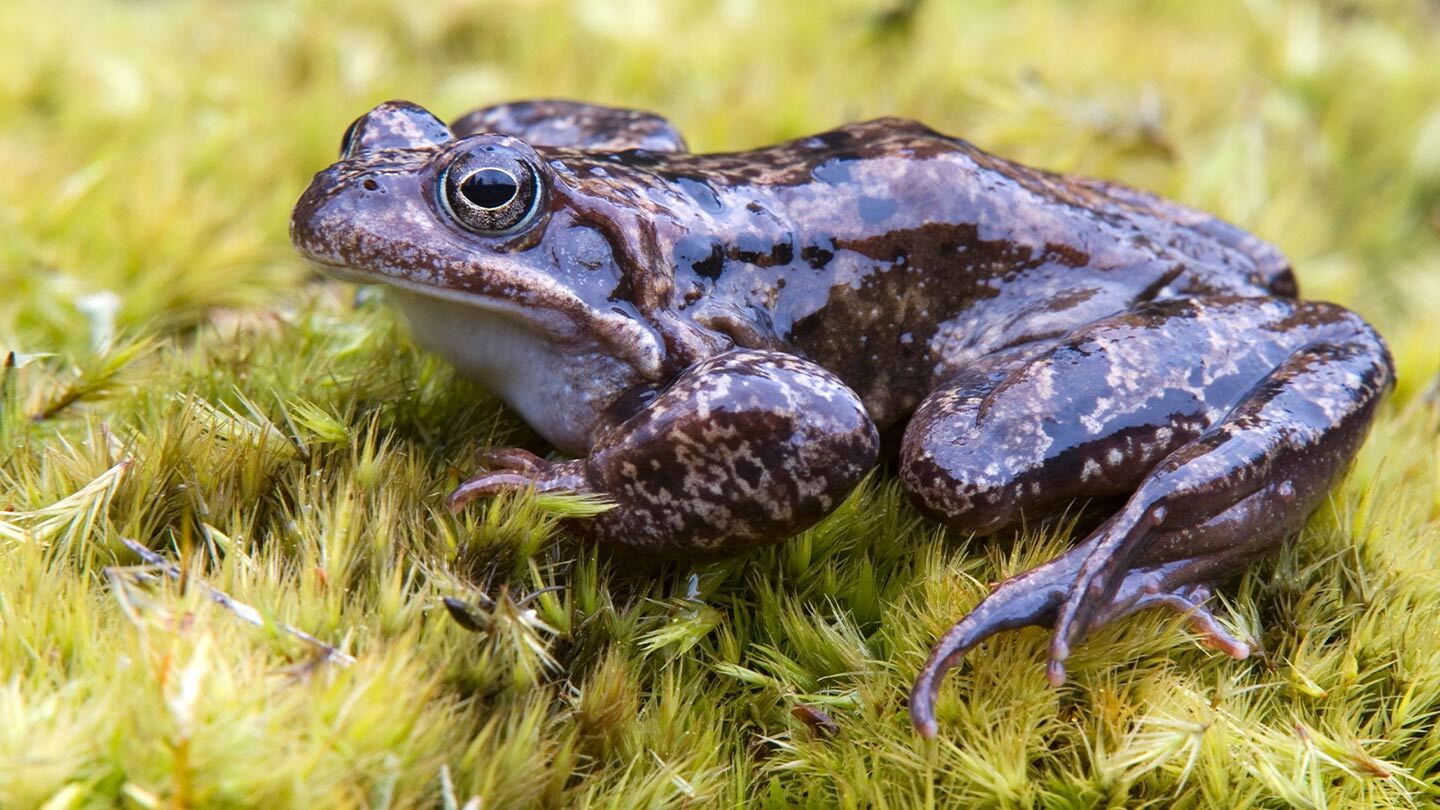 What is the Difference Between a Frog and a Toad? - Woodland Trust