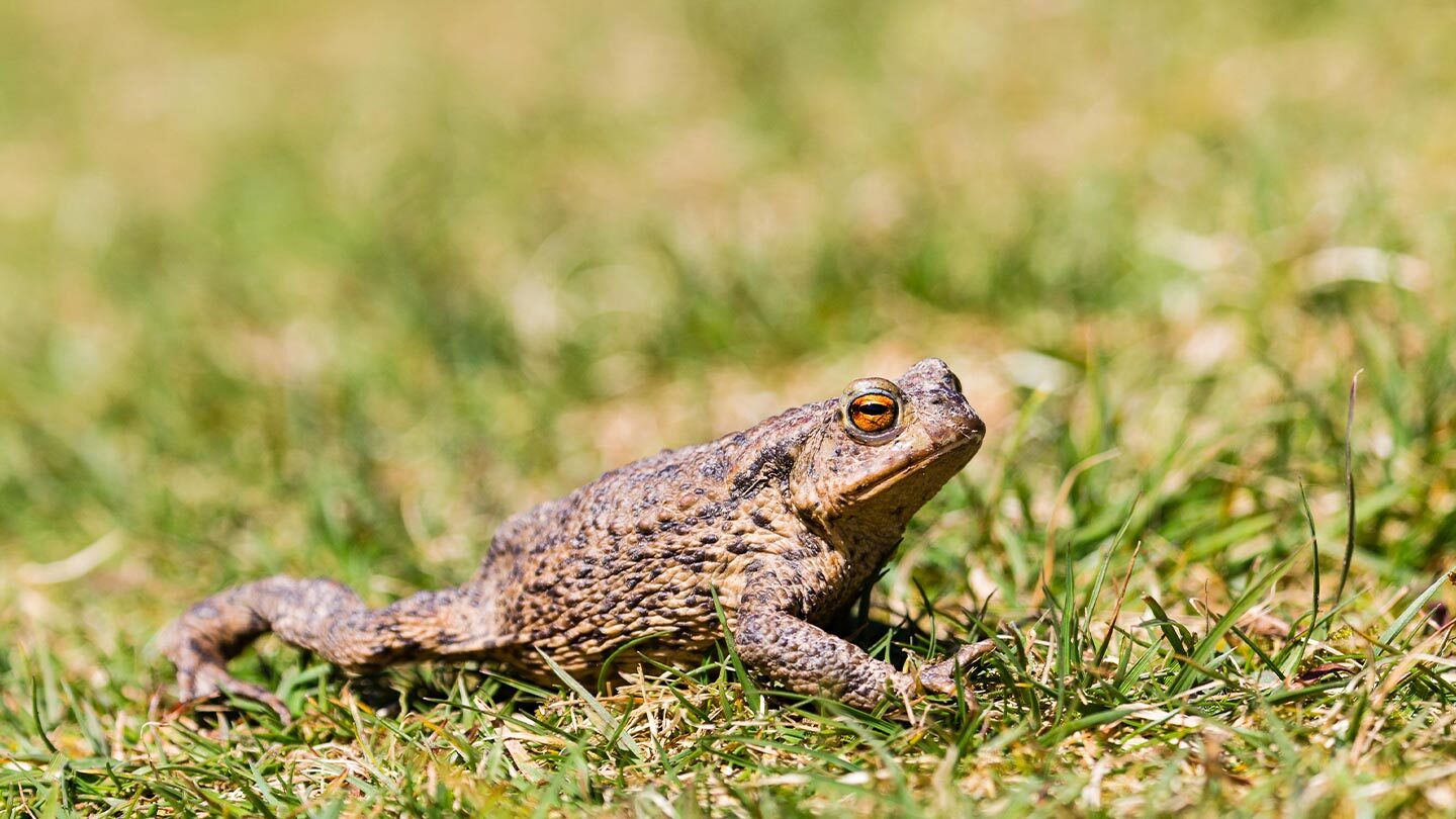 What is the Difference Between a Frog and a Toad? - Woodland Trust