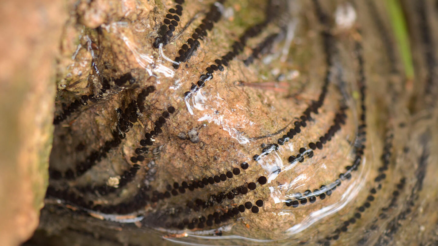 What is the Difference Between a Frog and a Toad? - Woodland Trust