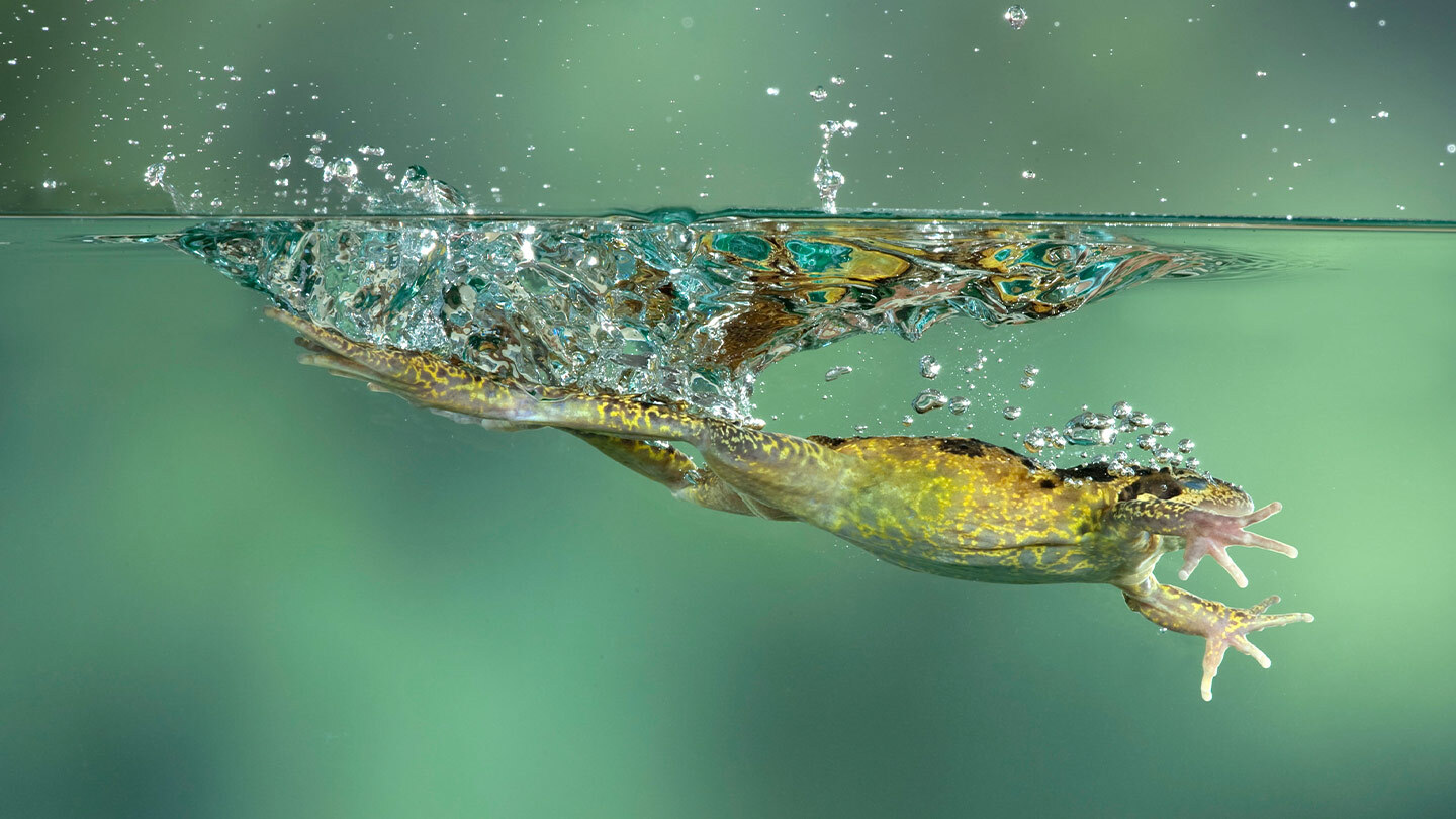 What is the Difference Between a Frog and a Toad? - Woodland Trust