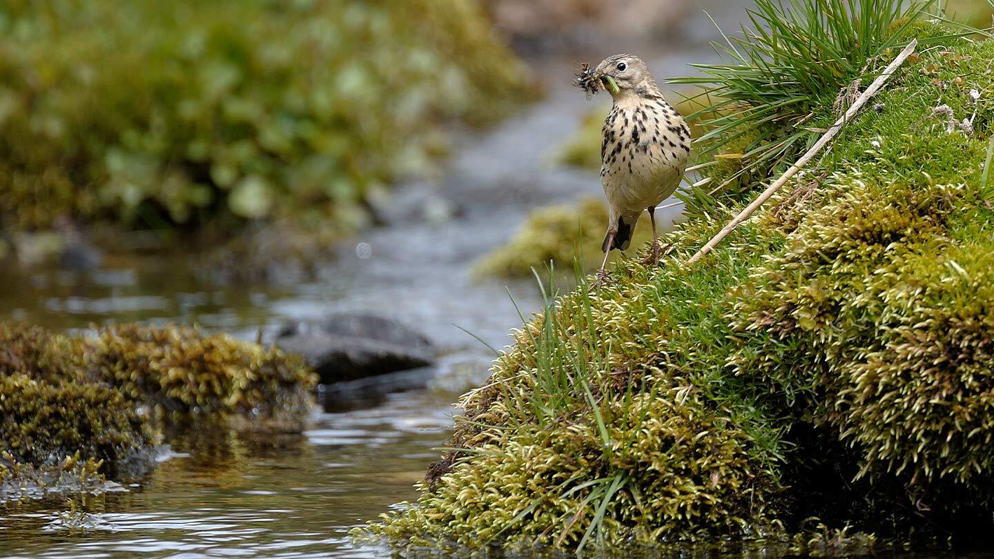 Tree pipit (Anthus trivialis) - Woodland Trust