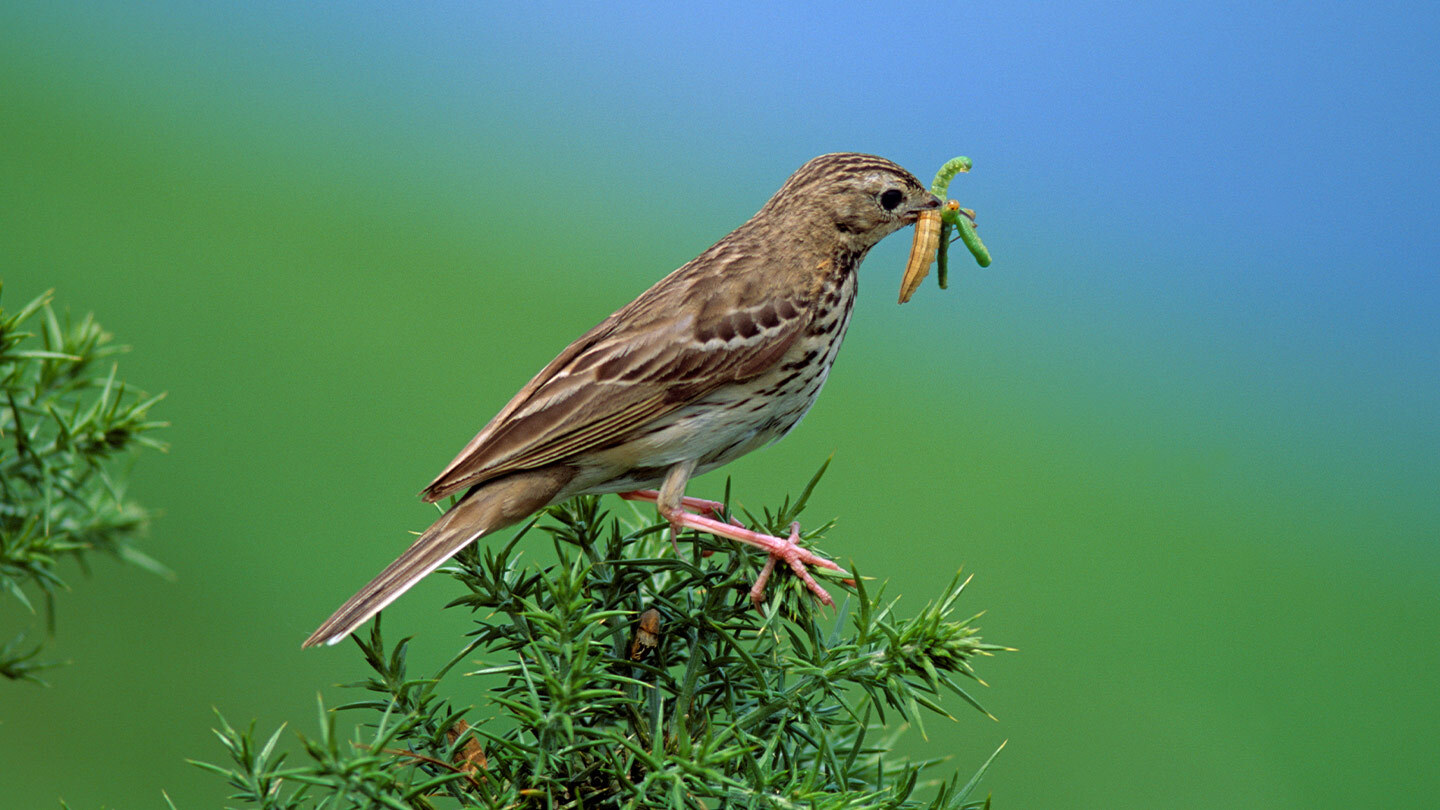 Tree pipit (Anthus trivialis) - Woodland Trust