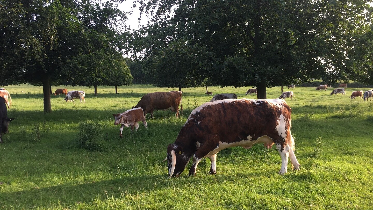 Agroforestry - Woodland Trust