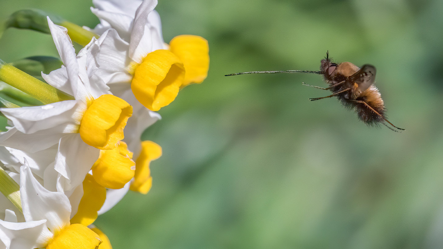 Dark-edged bee-fly (Bombylius major) - Woodland Trust