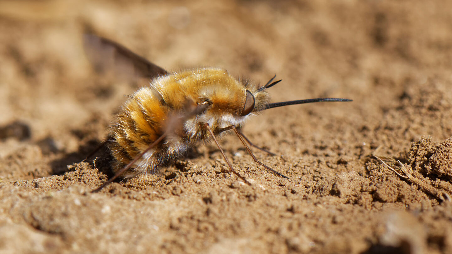Dark-edged bee-fly (Bombylius major) - Woodland Trust