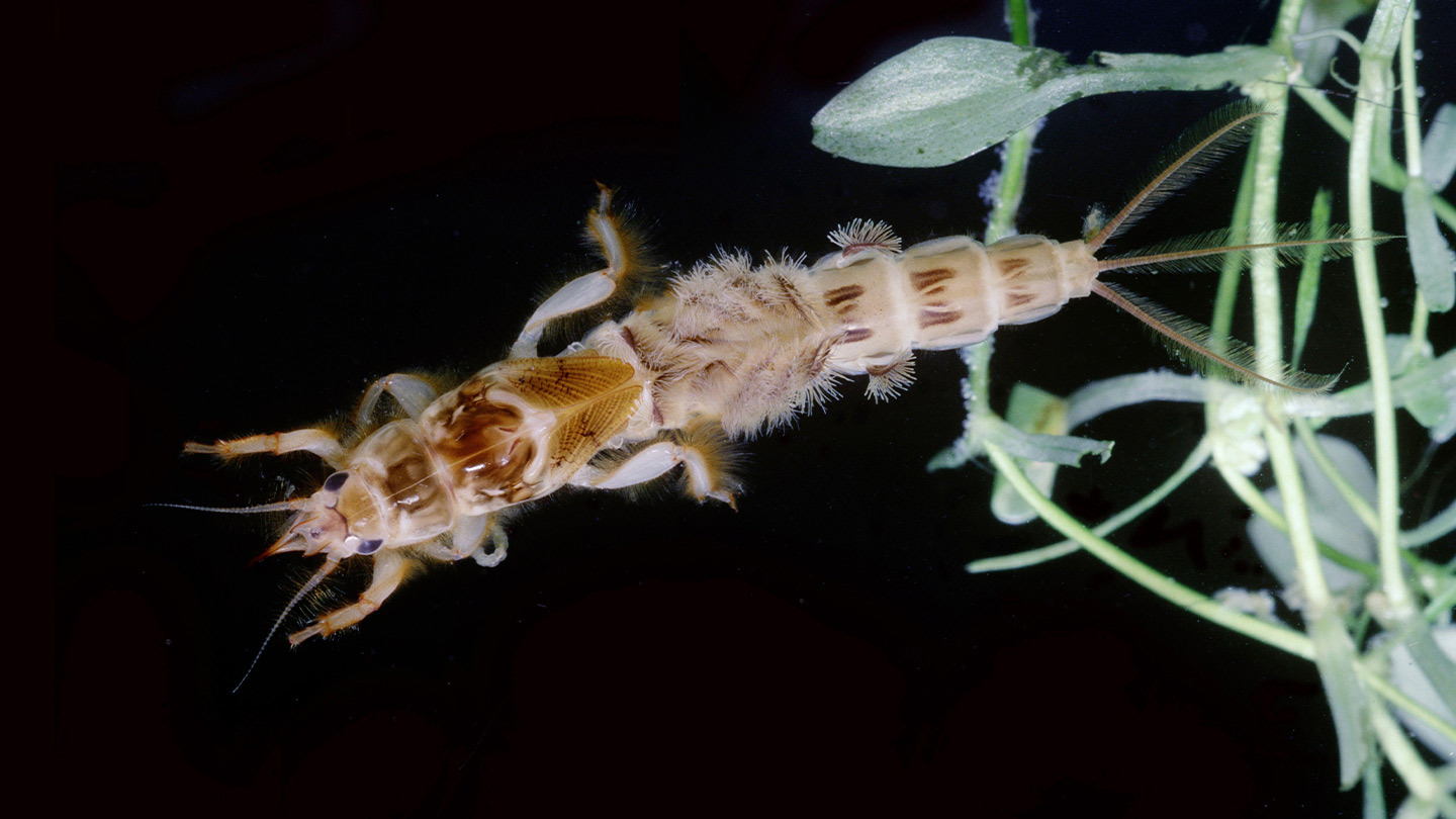 Mayfly (Ephemera vulgata) - Woodland Trust