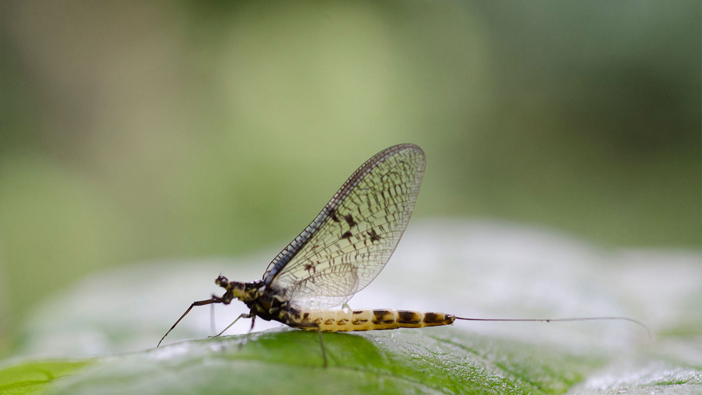 Mayfly (Ephemera vulgata) - Woodland Trust