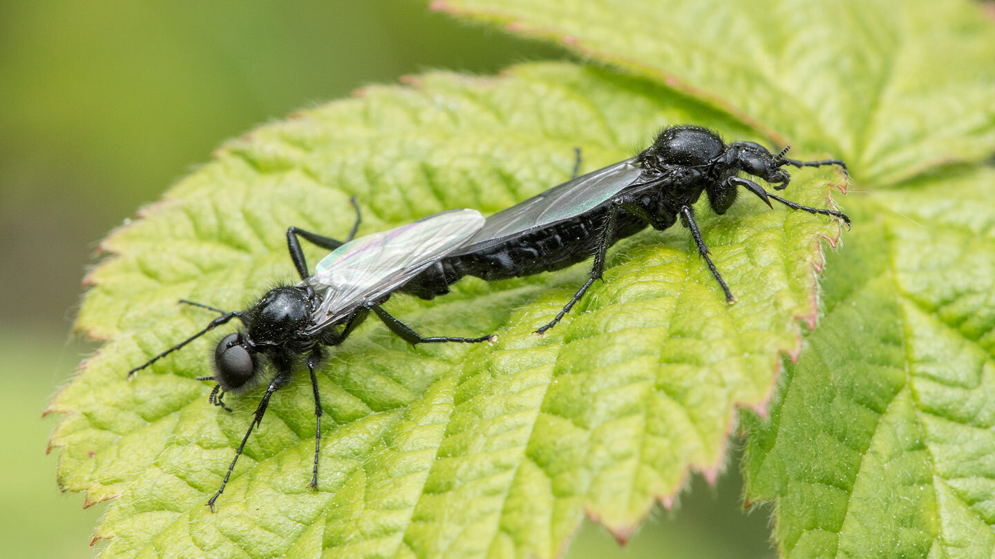 St Mark's Fly (Bibio Marci) - Woodland Trust
