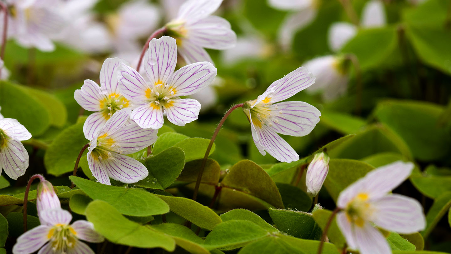 Wood sorrel (Oxalis acetosella) - Woodland Trust