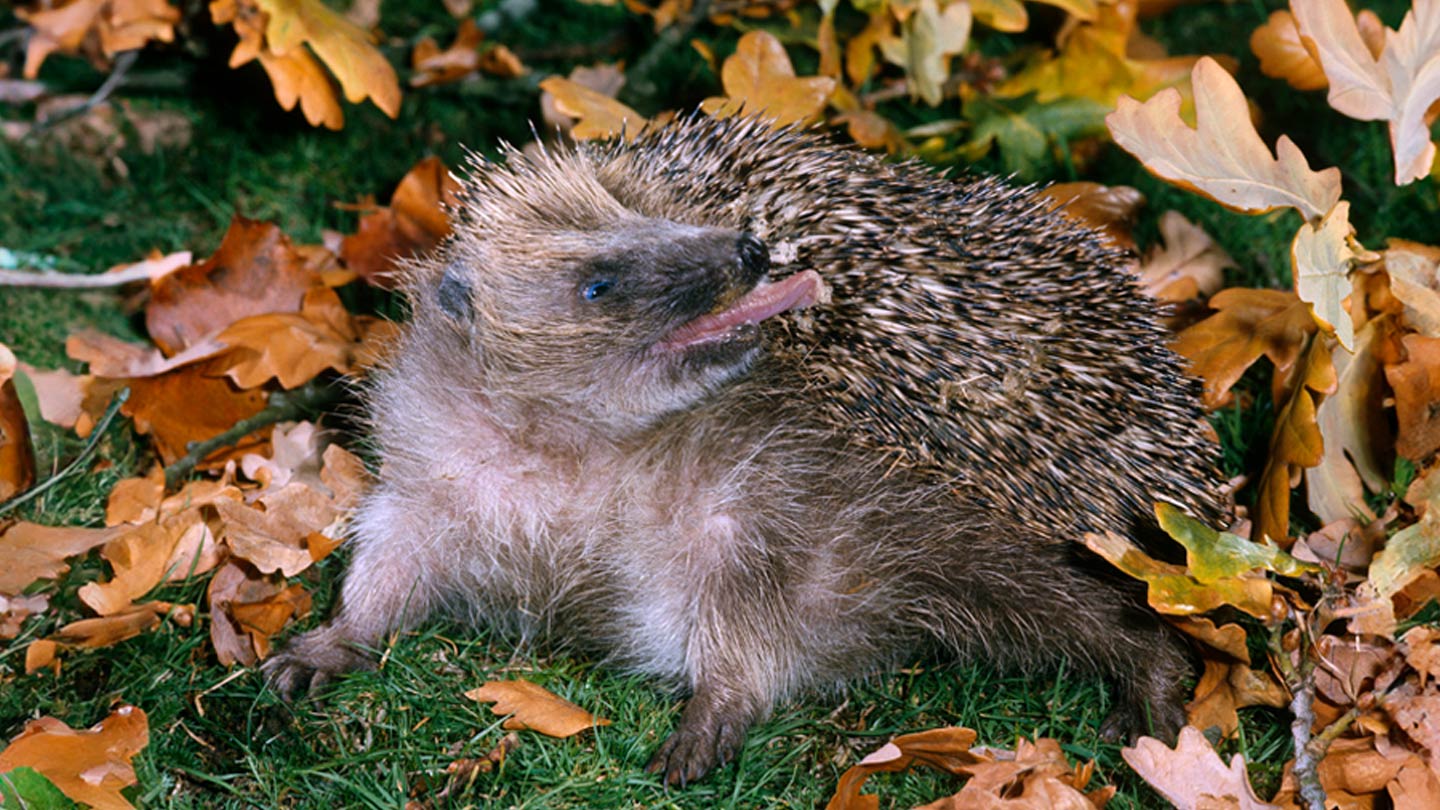 Hedgehog (Erinaceus europaeus) - Woodland Trust