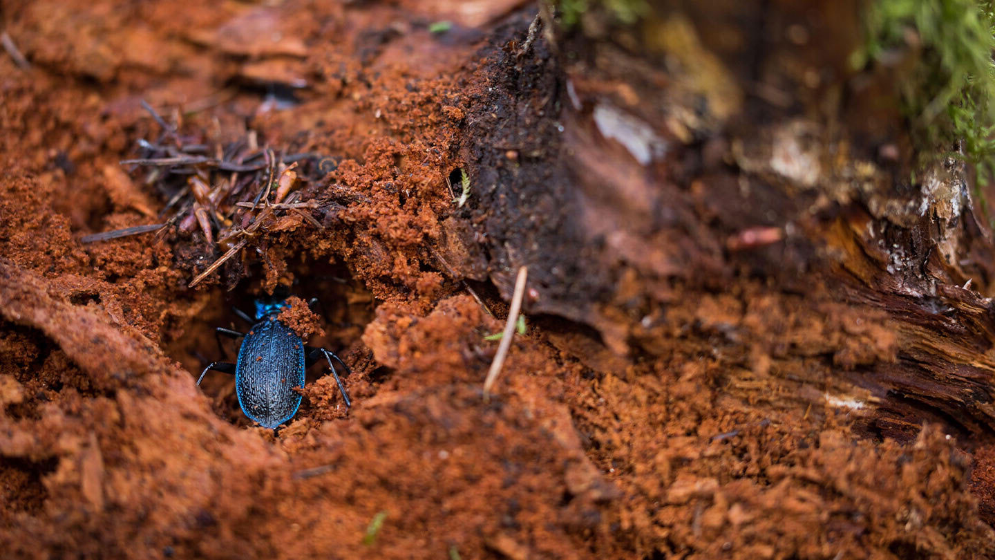 Blue Ground Beetle (Carabus Intricatus) - Woodland Trust
