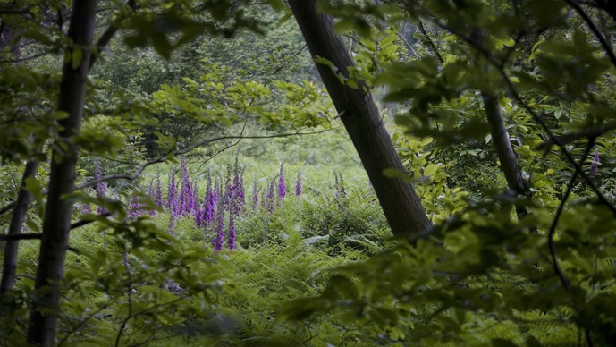 Guestling Wood - Woodland Trust