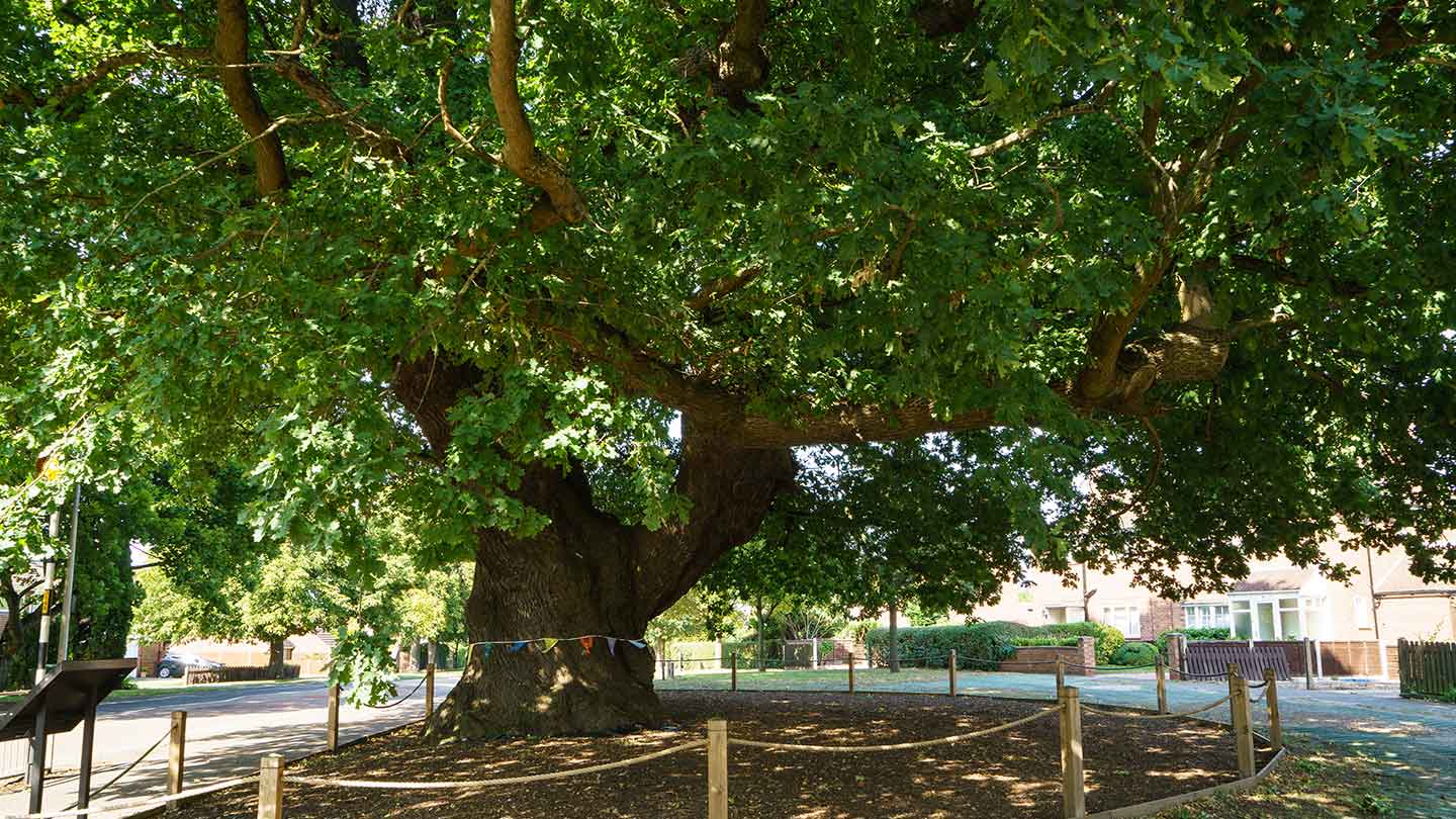 Donate To Our Living Legends Appeal - Woodland Trust