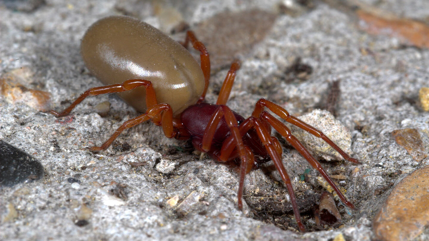 Venomous animals in the UK - Woodland Trust