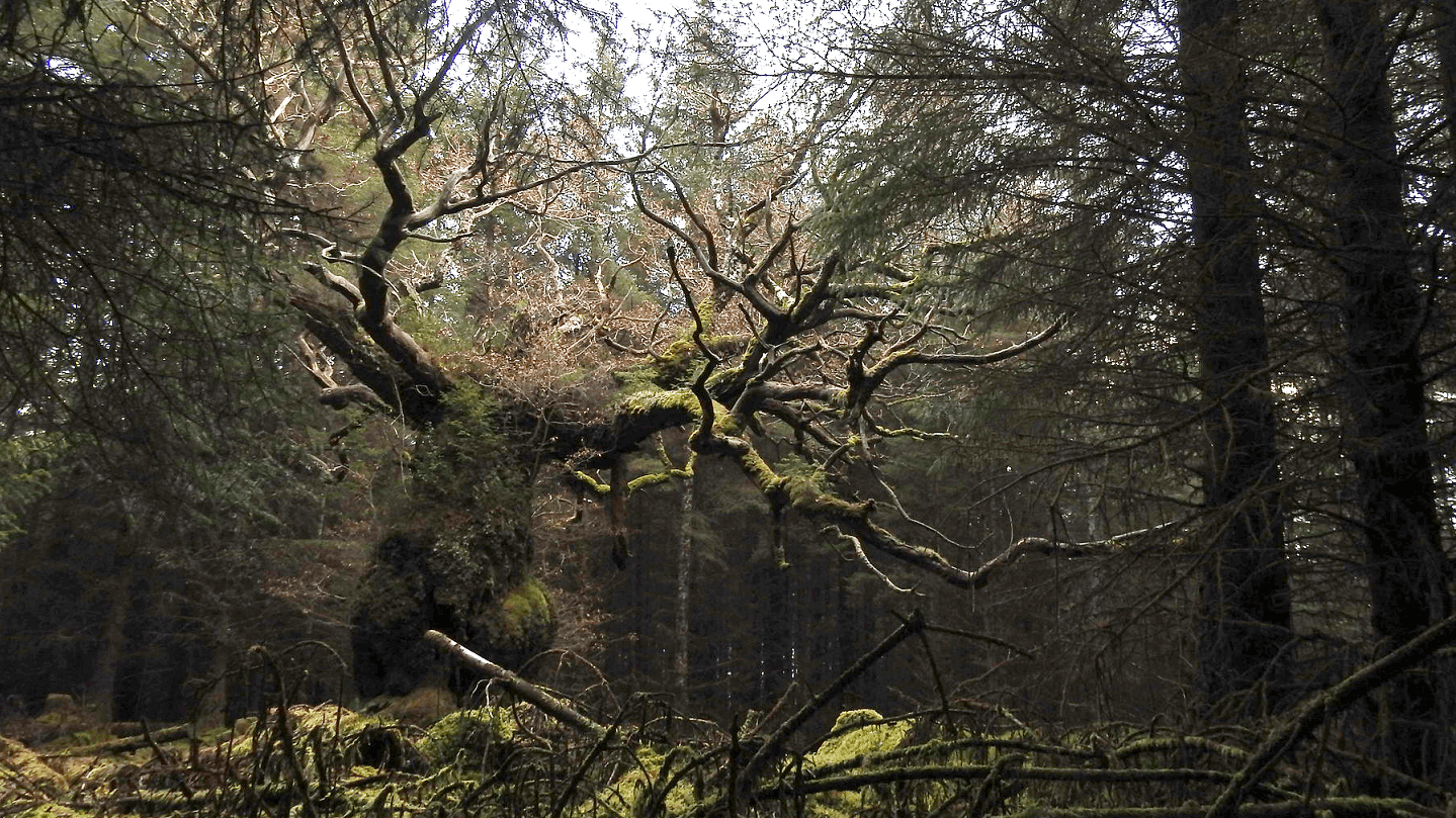 UK's Largest Woodland Conservation Charity - Woodland Trust