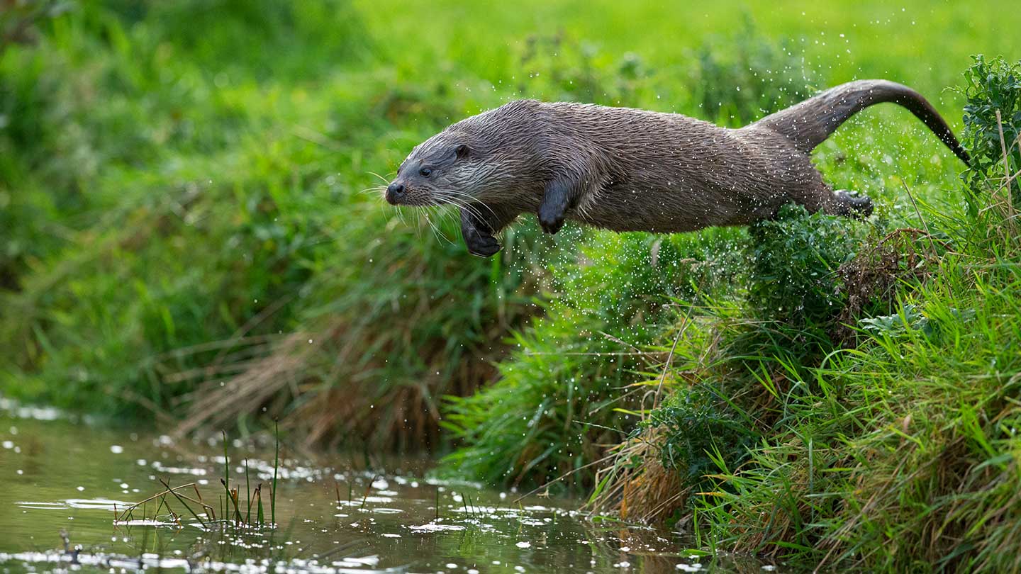 Become A Member And Save Nature's Heroes - Woodland Trust