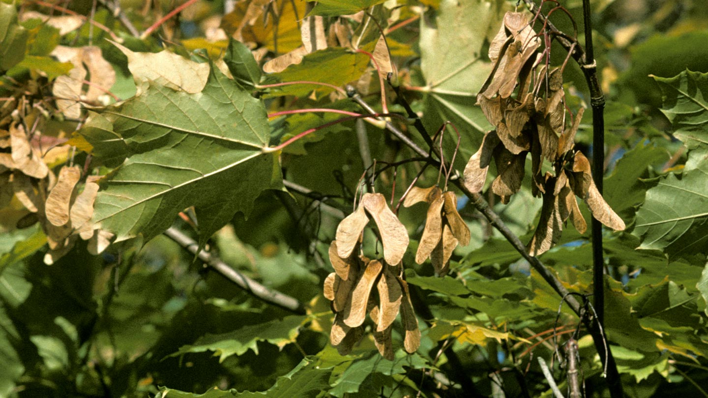 Norway Maple (Acer platanoides) - Woodland Trust