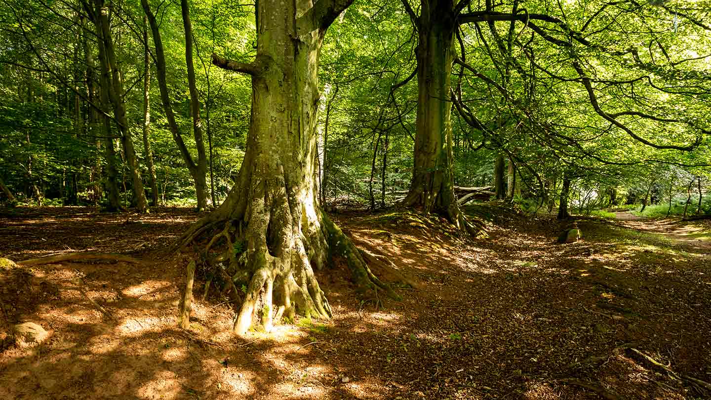 Huntly Wood - Woodland Trust