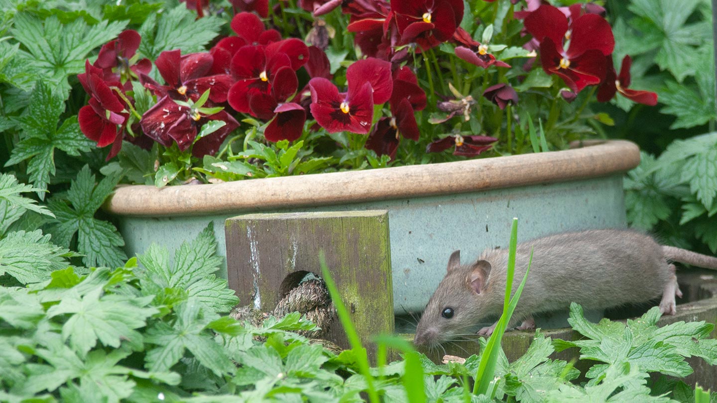 Brown rat (Rattus norvegicus) - Woodland Trust