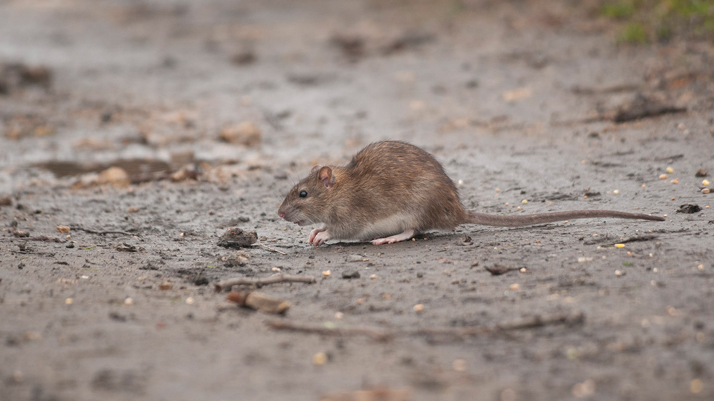 Brown rat (Rattus norvegicus) - Woodland Trust